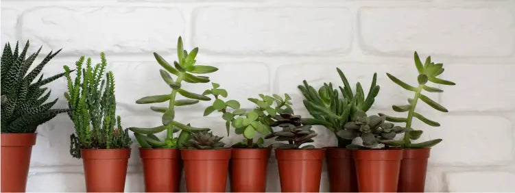 Eco-Friendly or Not? Debunking Myths About Artificial Plants – Pariworld