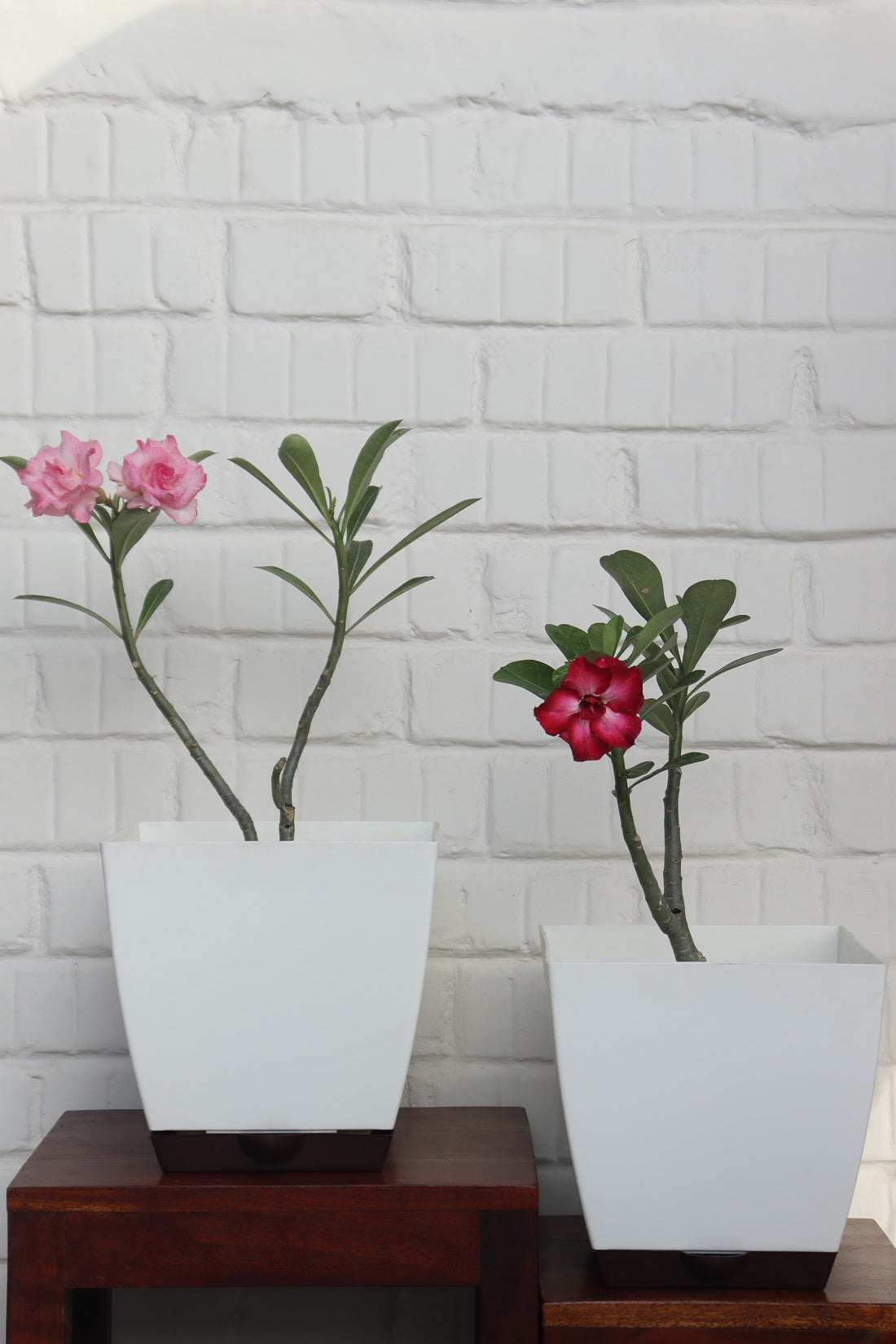 Chatura Self Watering Pot 9” (set of 2) – Pariworld