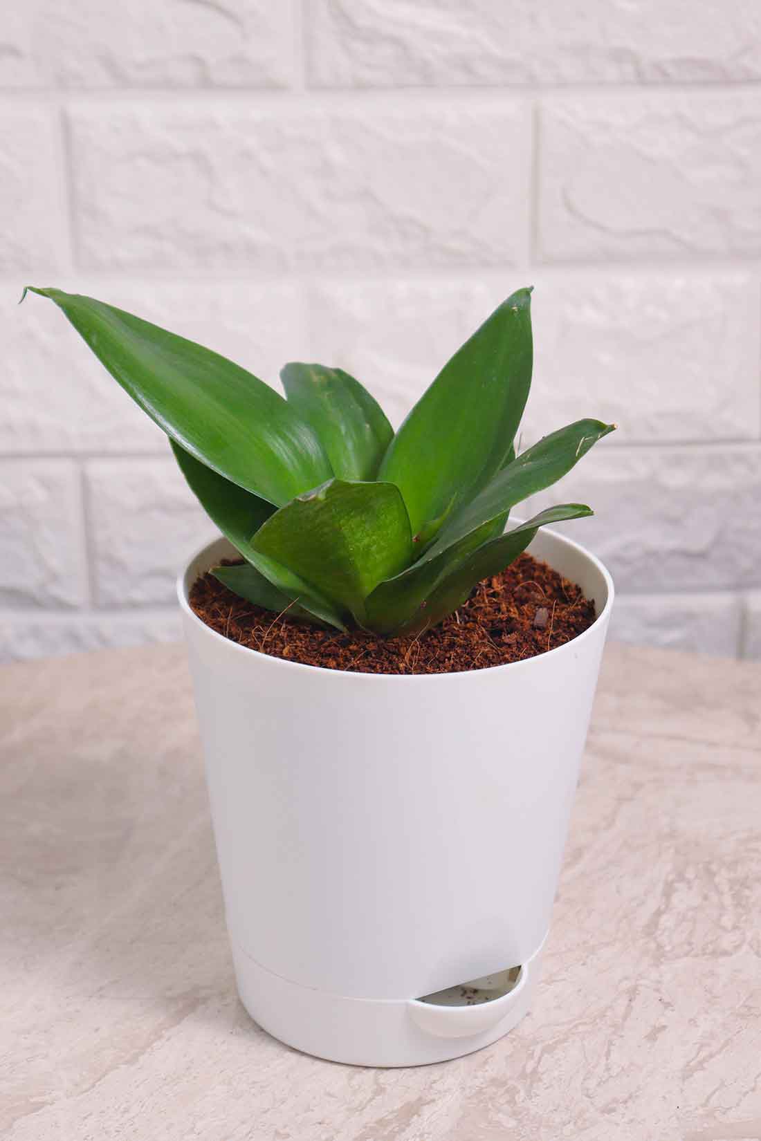 Sansevieria Trifasciata ’Hahnii Favourite Green' (Snake Plant – Favori ...