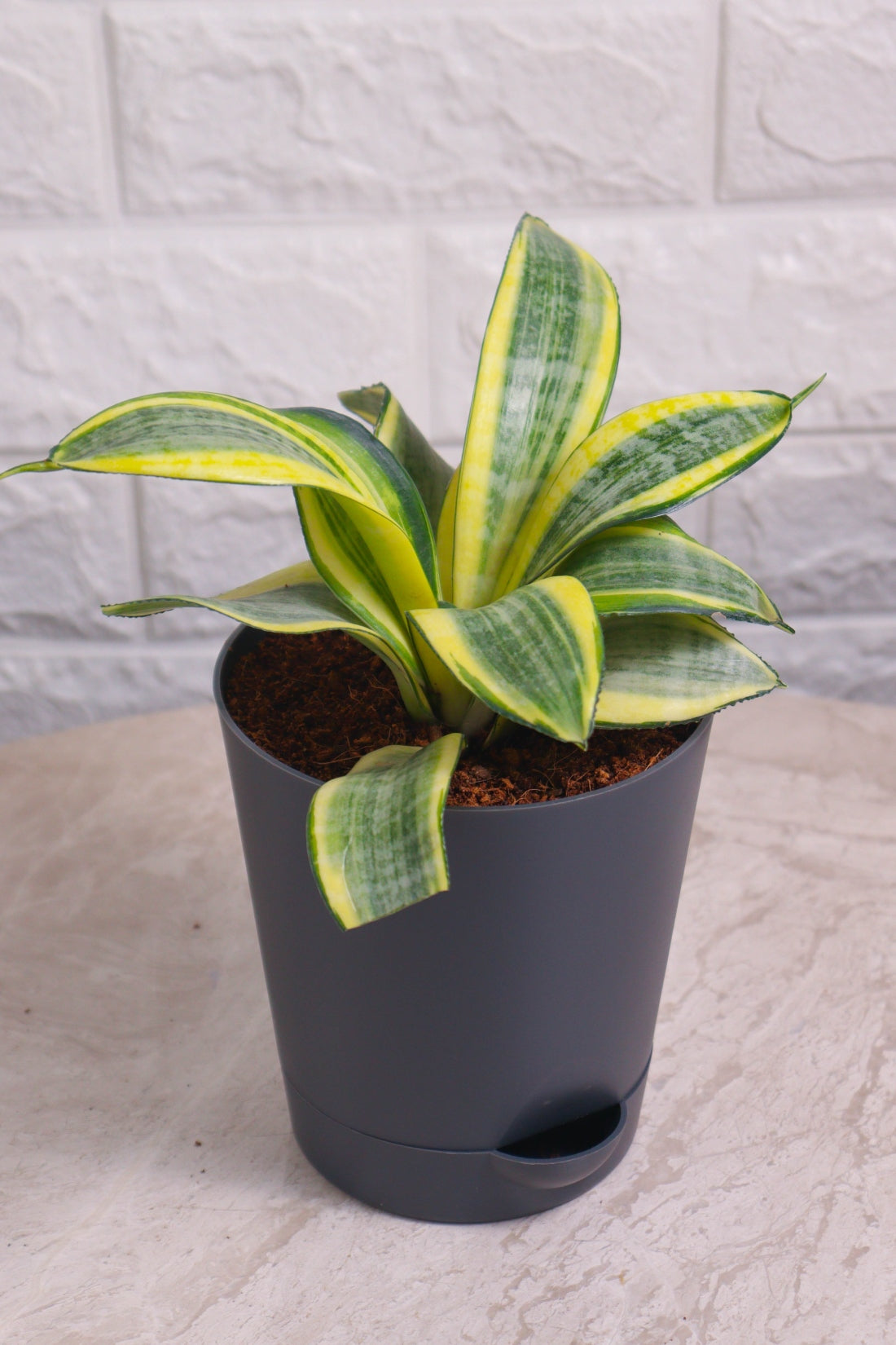 Sansevieria Trifasciata Golden Hahnii Sansevieria Trifasciata "Hahnii"